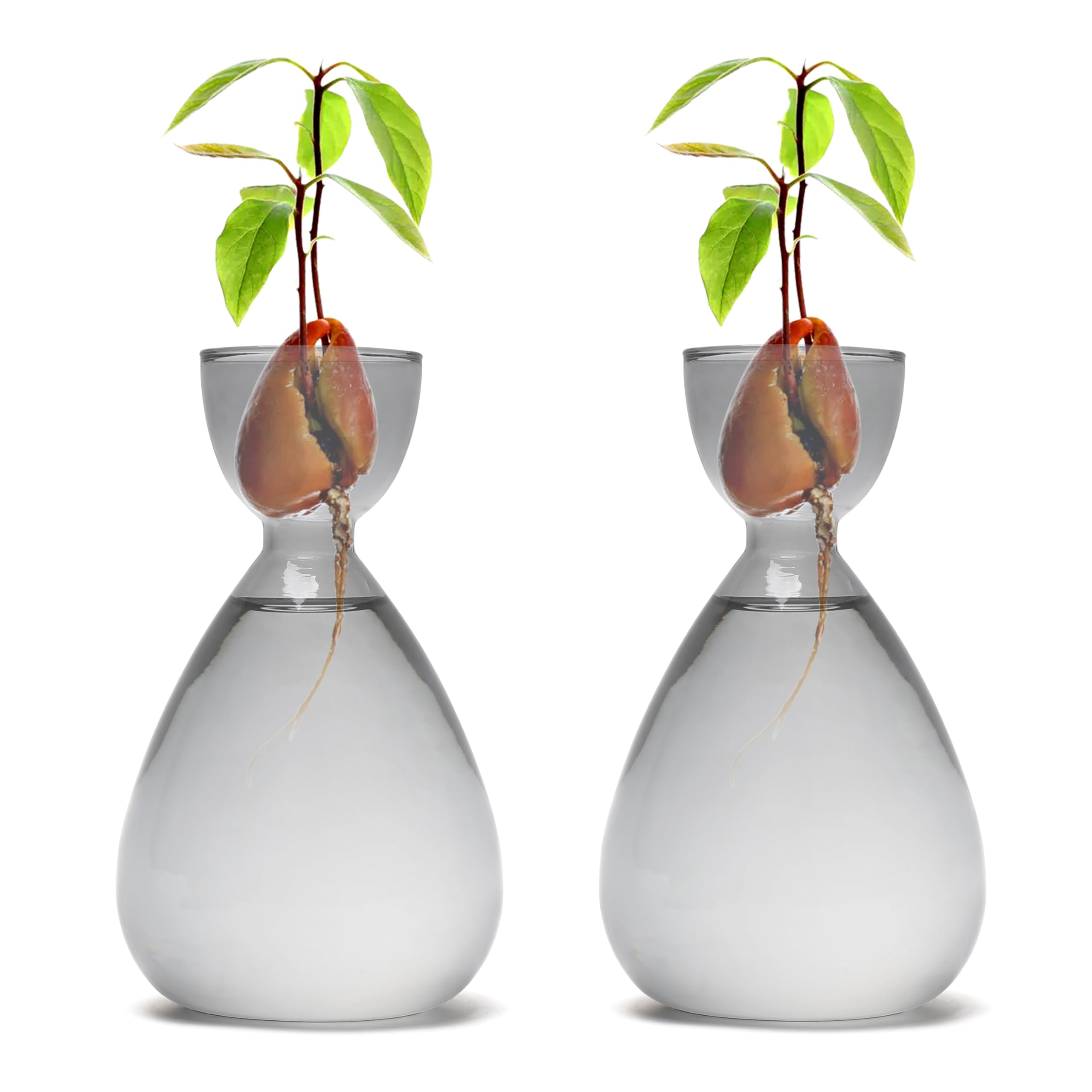 Amazon.com: Avocado Vase Avocado Seed Starter Vase Glass Propagation ...