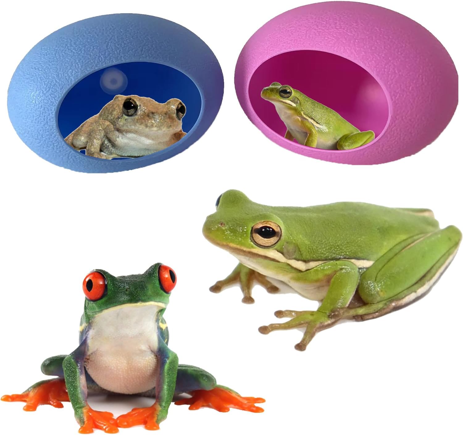 Amazon.com : 2 Pack Amphibian Aquatic Frogs Habitats with Suction Cup ...