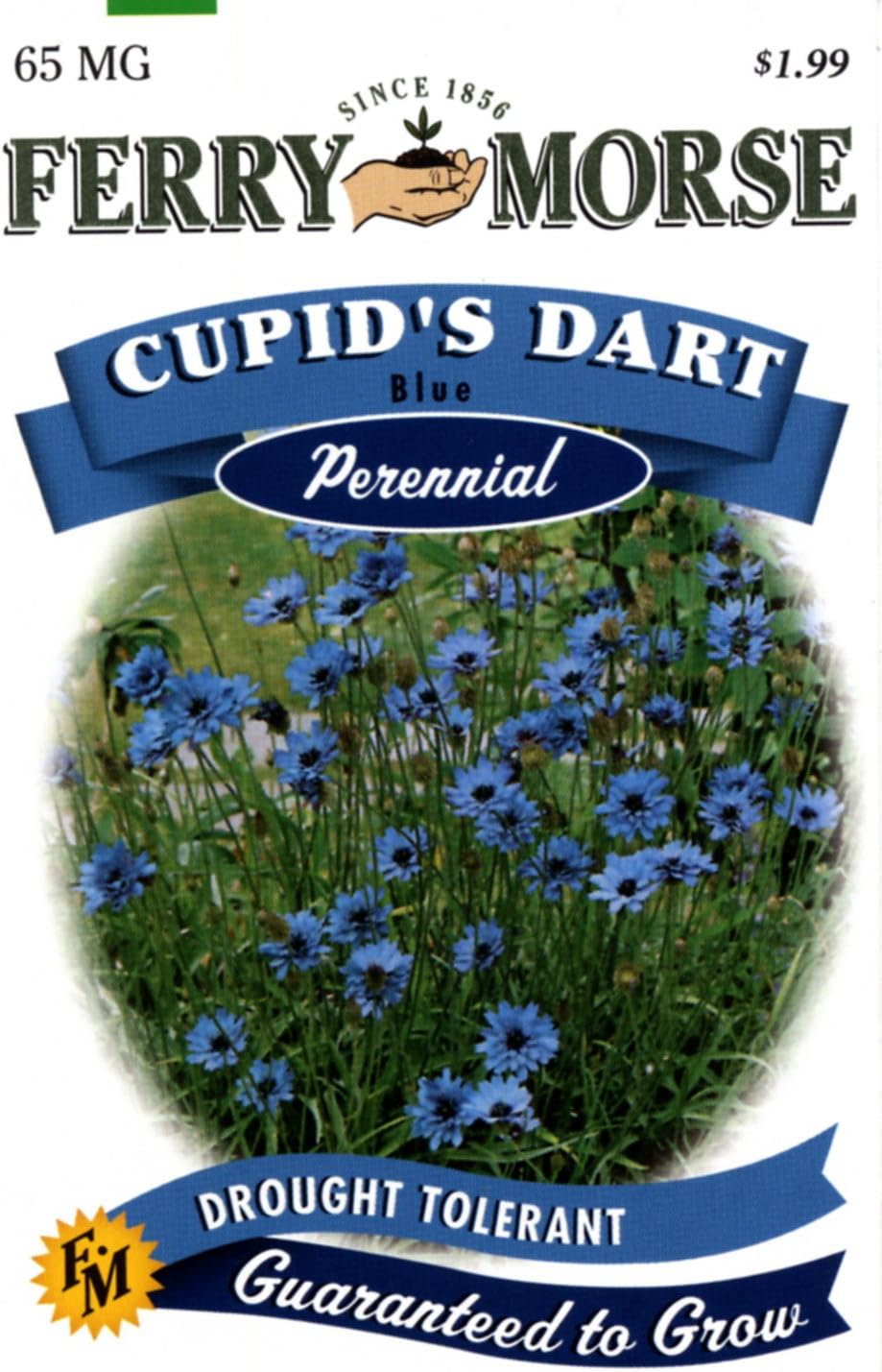 Amazon.com : Ferry-Morse 1041 Cupid's Dart Perennial Flower Seeds, Blue ...