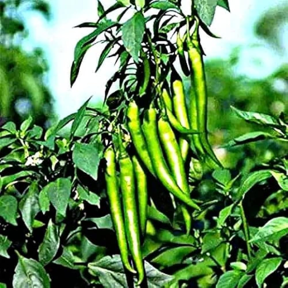 Green mirchi live plant, live plant for green chilli (pack of 1 ...