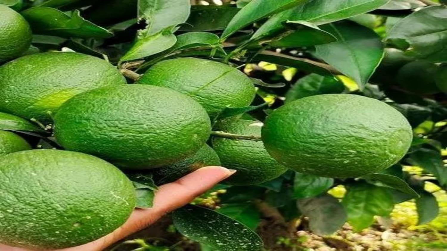 Cloud Farm Hybrid Hamlin Orange Plant CF_3100 : Amazon.in: Garden ...