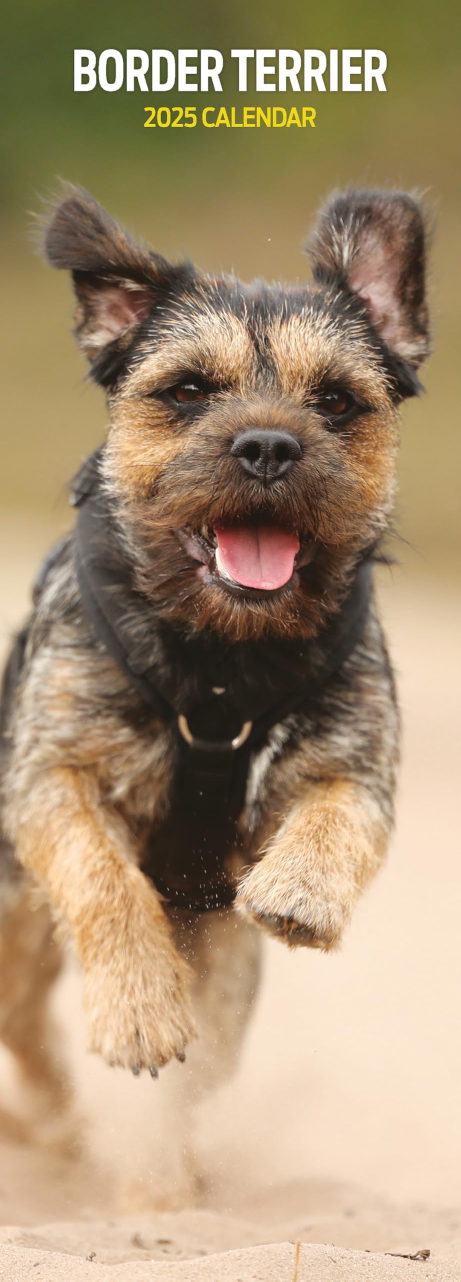 Border Terrier Slim 2025 Slimline Wall Calendar | Dog Breed Calendar ...
