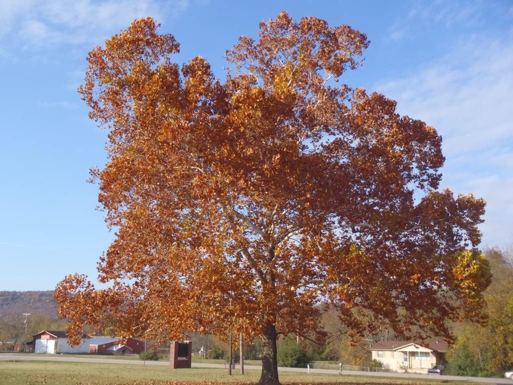 Amazon.com : American Sycamore Bareroot Plants, 6 Inc to 12 Inc ...