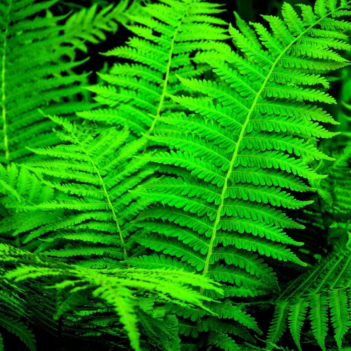 Amazon.com : Votaniki Hay Scented Fern Bare Root - Perennial, Fragrant ...