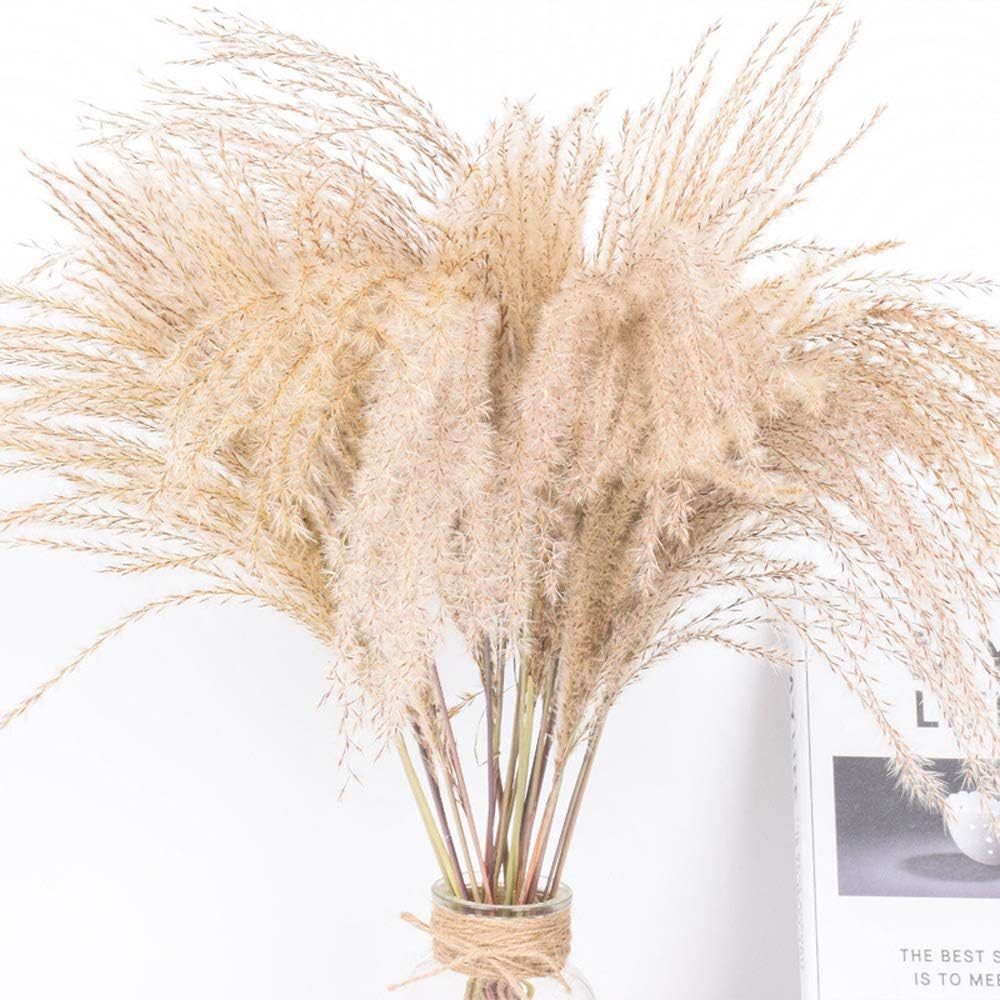 HZL Natural 100/50Pcs Dried Reed Bundle Bouquet Flower, Dried Flower ...