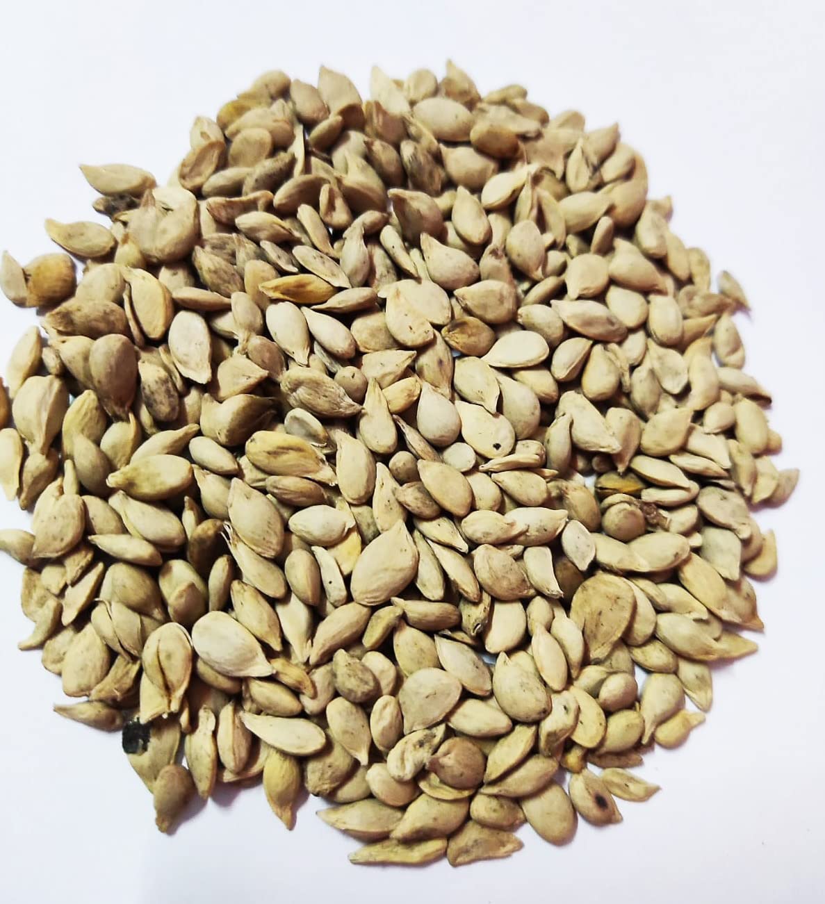 EasySeeds™ Lemon Seeds, Nimboo seeds, Citrus Limon seeds, Organic Pure ...