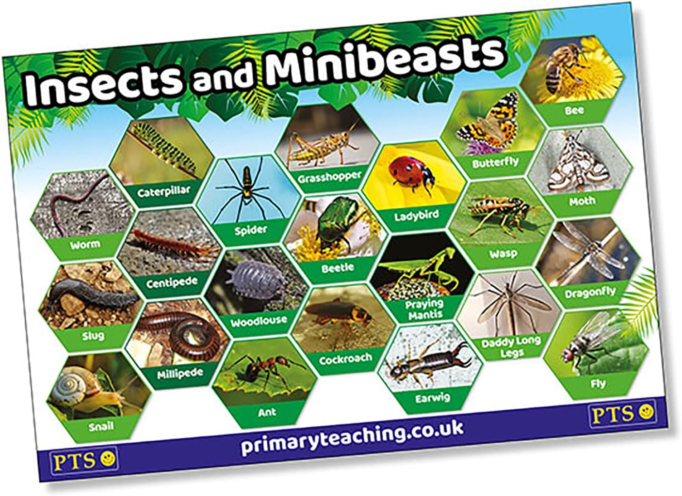 1 Insects & Minibeasts Early Years KS1 KS2 KS3 Science Nursery School ...