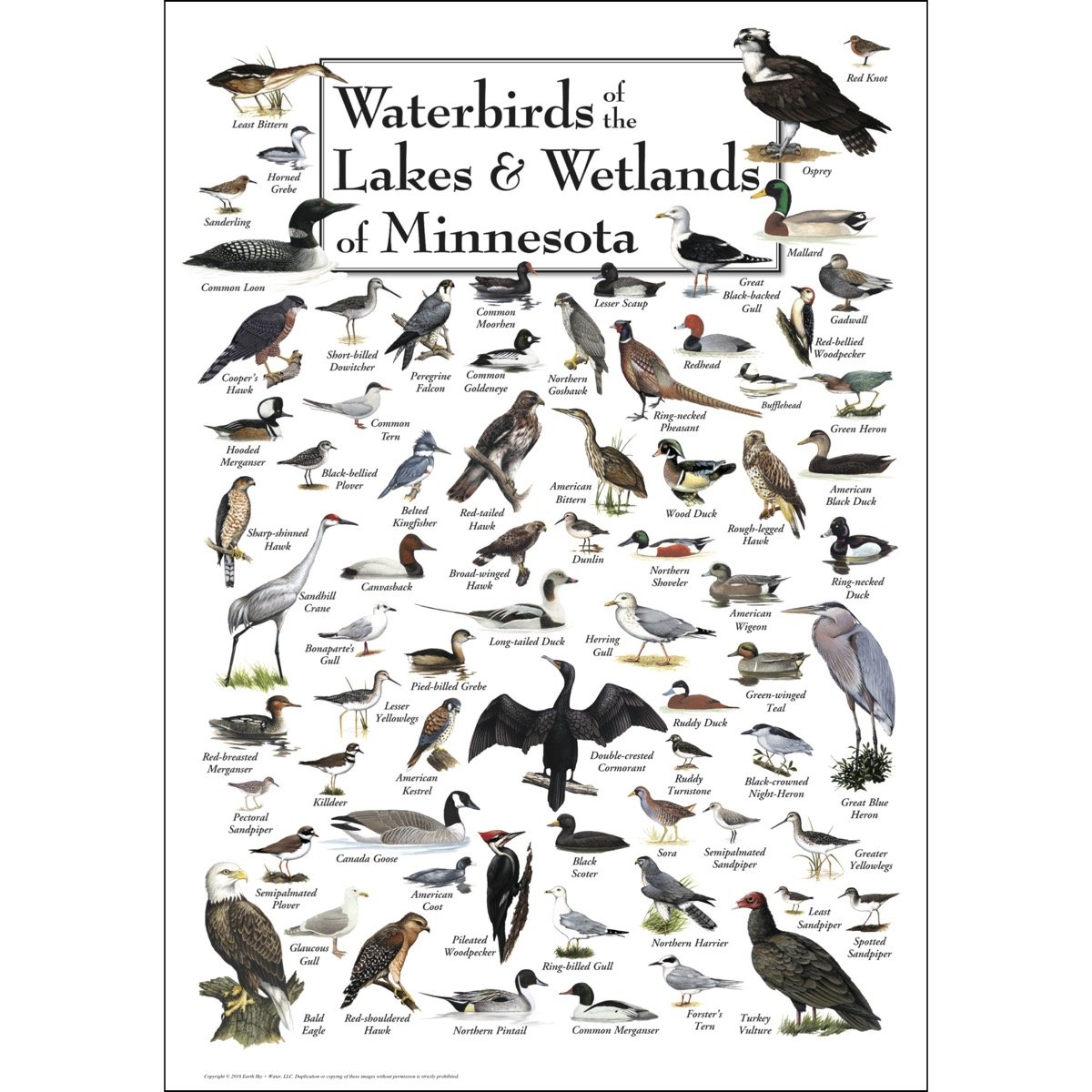 Earth Sky + Water Poster - Waterbirds of The Lakes & Wetlands of ...