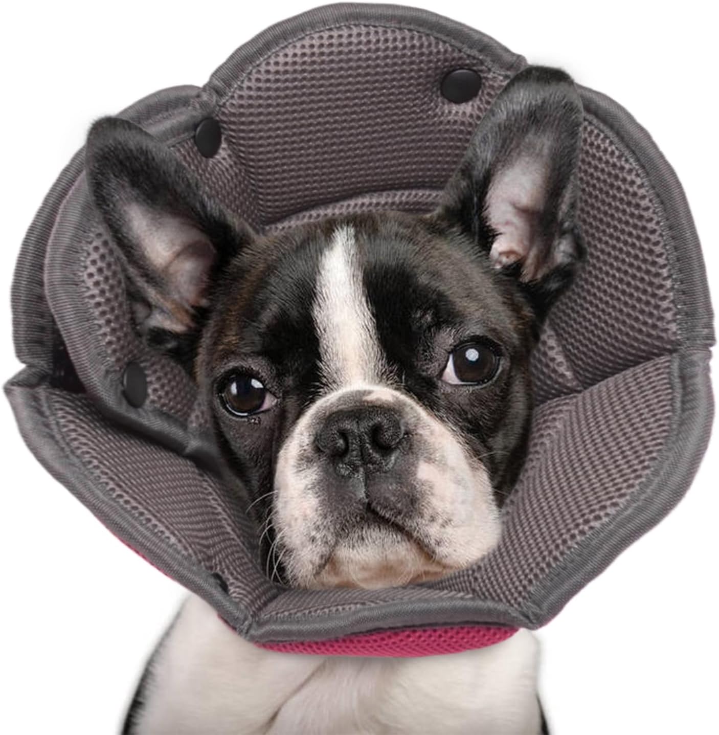 Collerette Chien, Ajustable Collier de Récupération Chien Chat ...