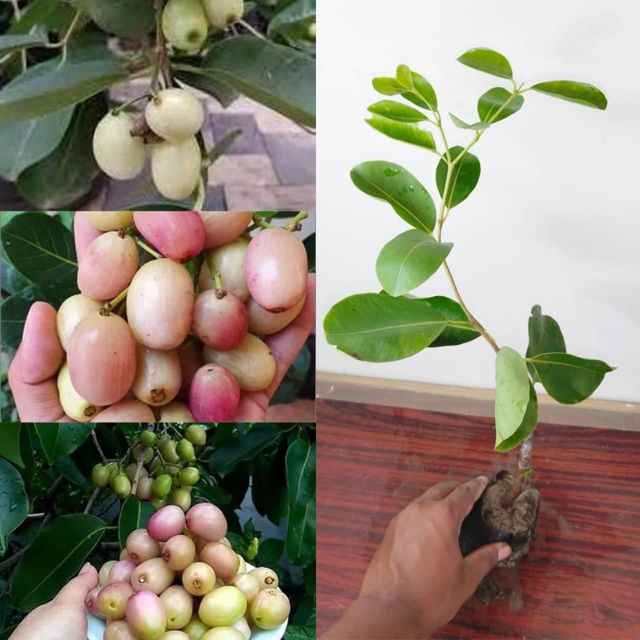 GOLDEN BLOOM Original Thai White Jamun Plant Grafted, Grafted White ...