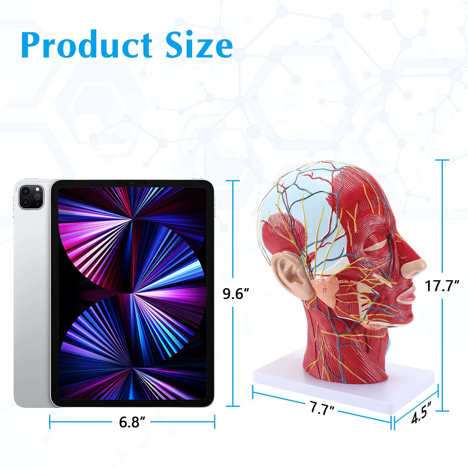 Snapklik.com : SKUMOD Study Model, 1:1 Human Head Superficial ...