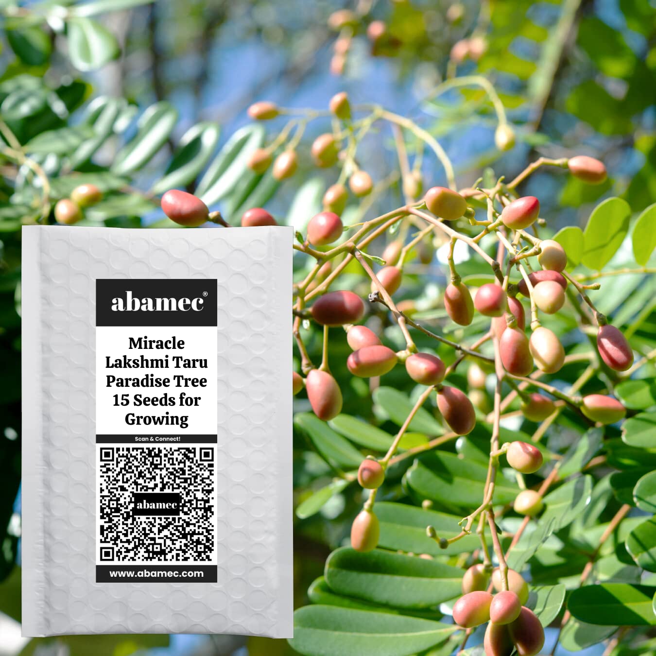 Abamec Lakshmi Taru Paradise Tree Miracle Tree Simarouba Glauca Bitter ...