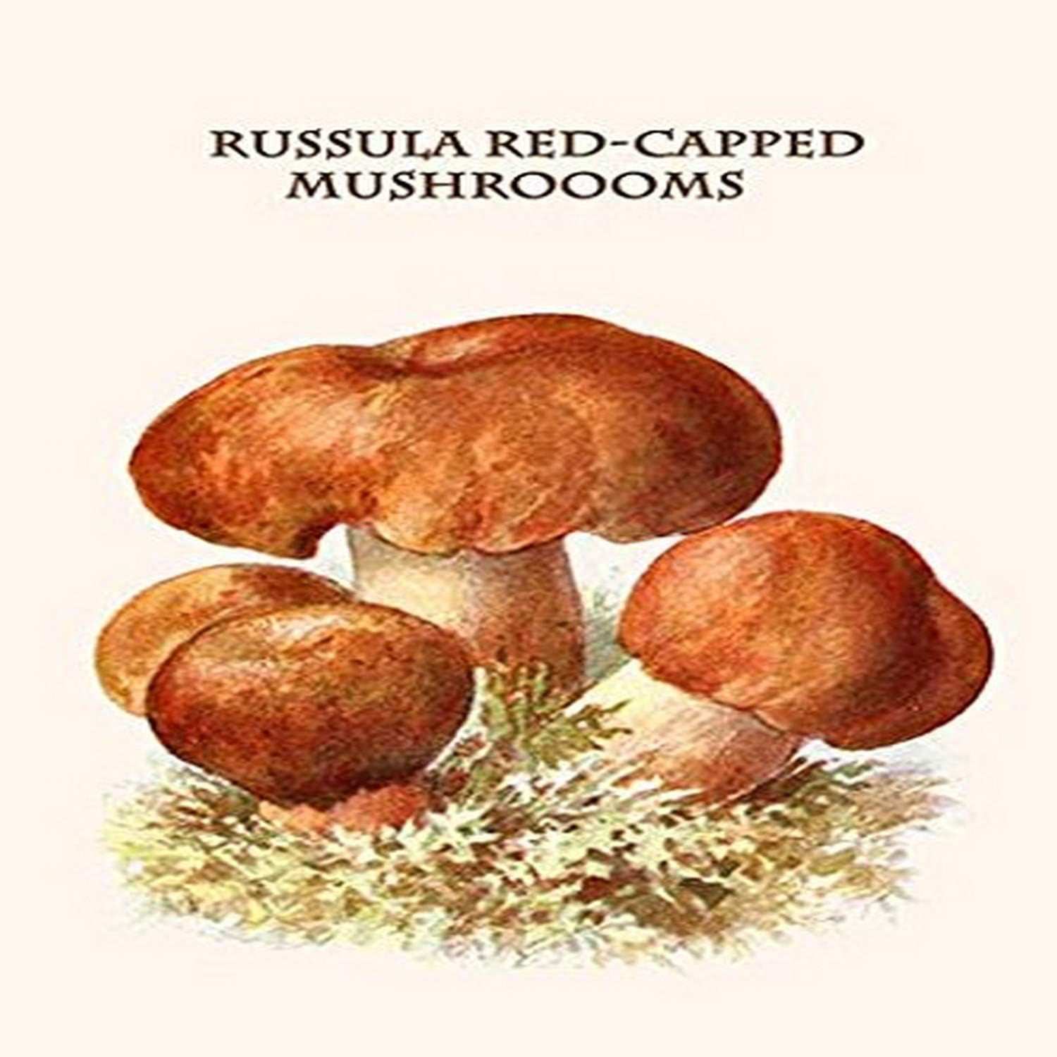 Amazon.com: Buyenlarge 0-587-30023-x-G1827 'Russula Red-Capped ...