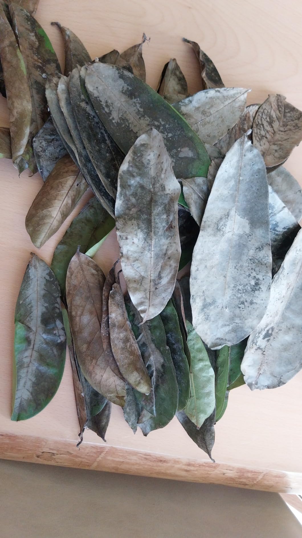 Buy Soursop4Cancer SoursopLeaves -150+ Nos | Graviola | Hanuman phal ...