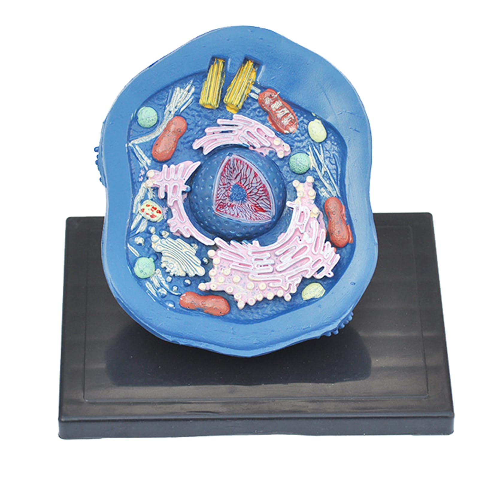 Animal Cell Model How To Make An Animal Cell Cake Delishably
