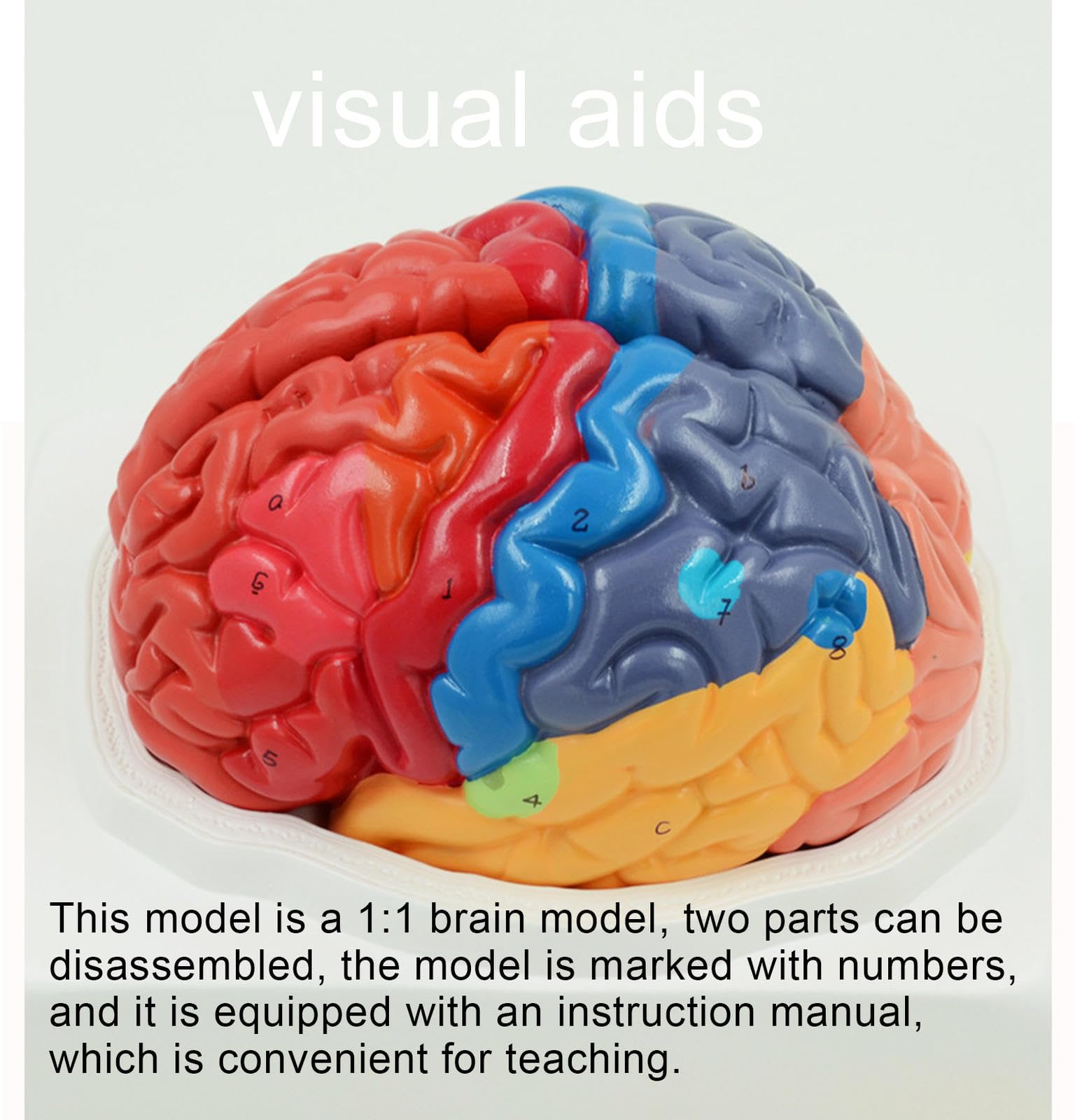 What Color Is A Human Skull