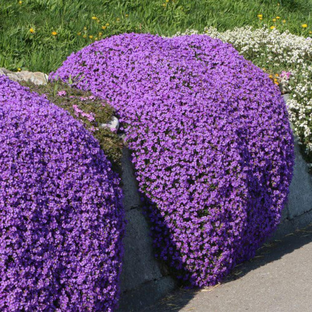 Welldales 50 Creeping Thyme Seeds Purple Trailing Basket Rock Cress Mat ...