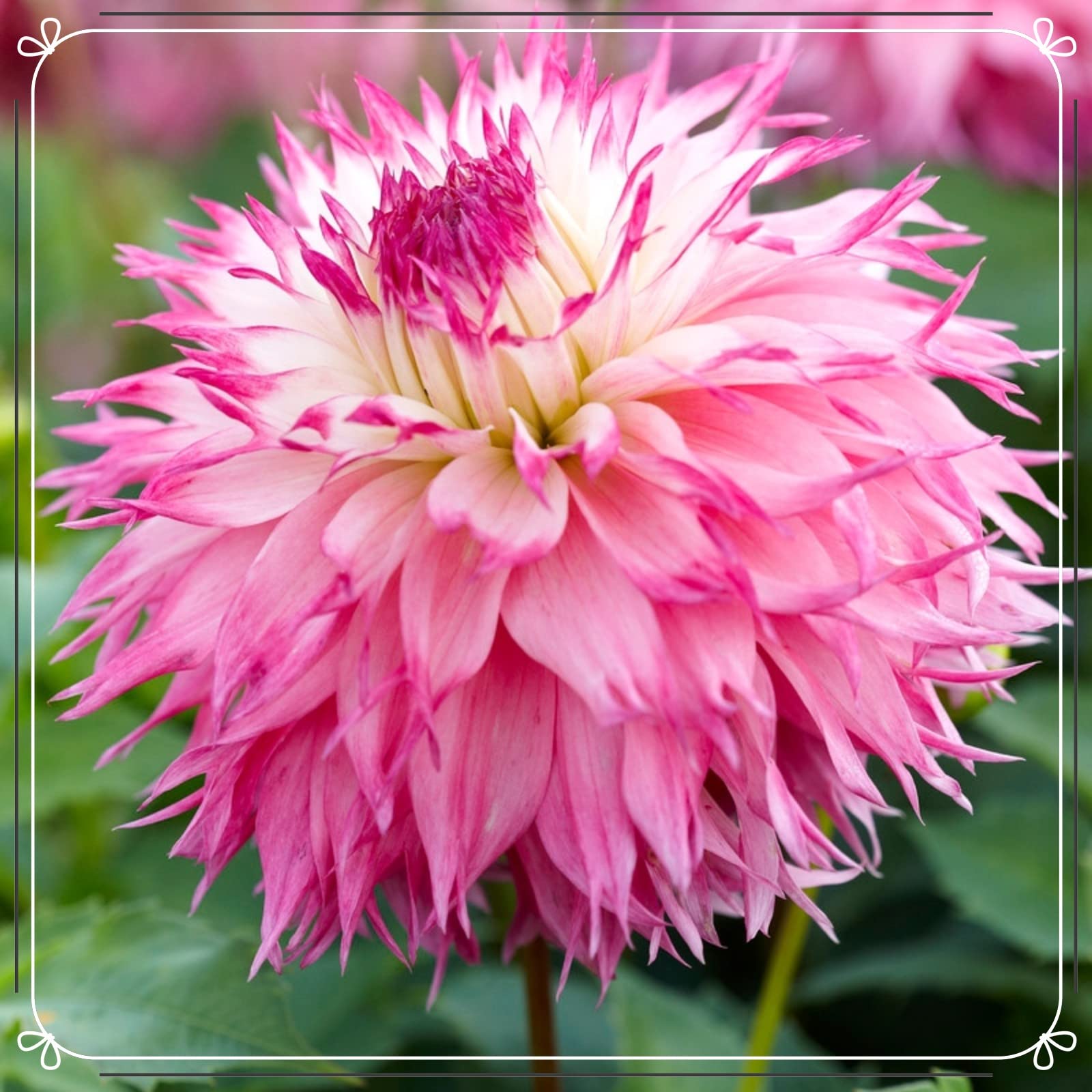Ornamental Flower Plant How To Create An Ornamental Edible Garden