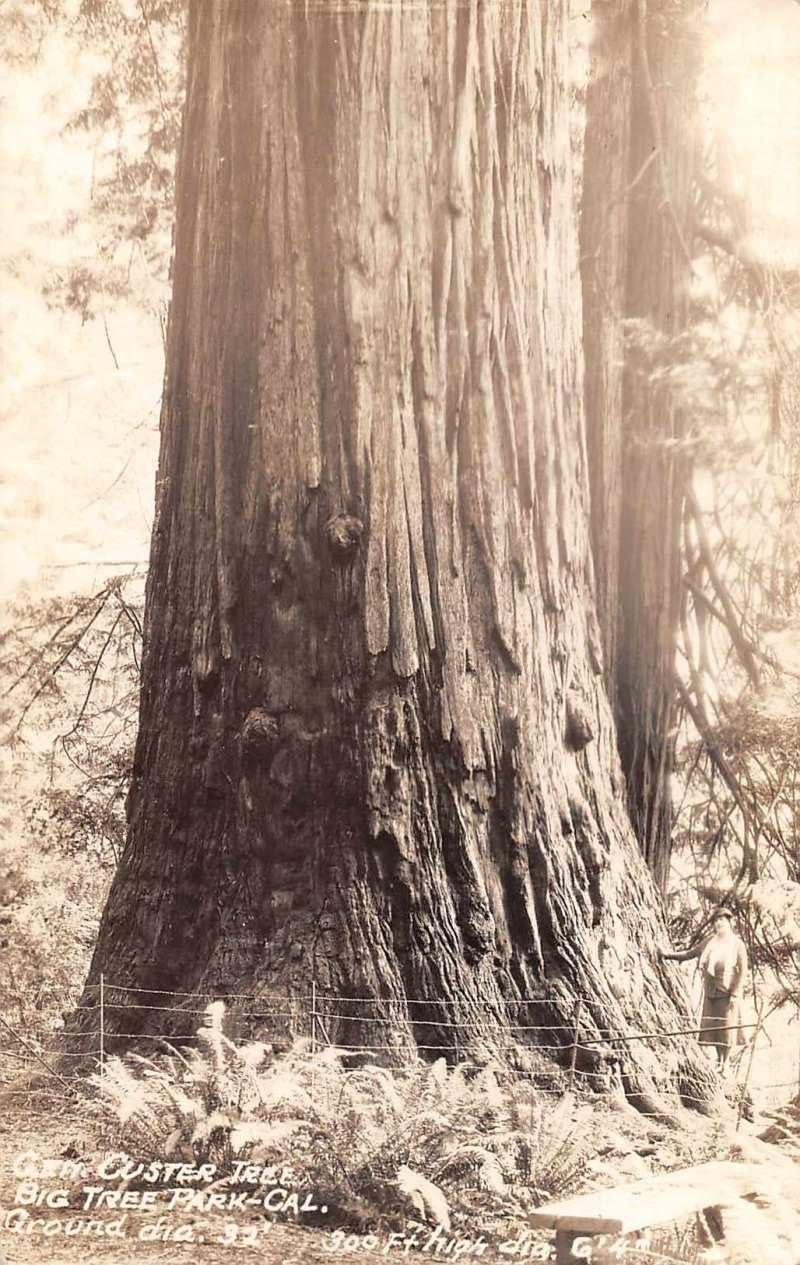 Amazon.com: Big Tree Park California General Custer Tree Real Photo ...