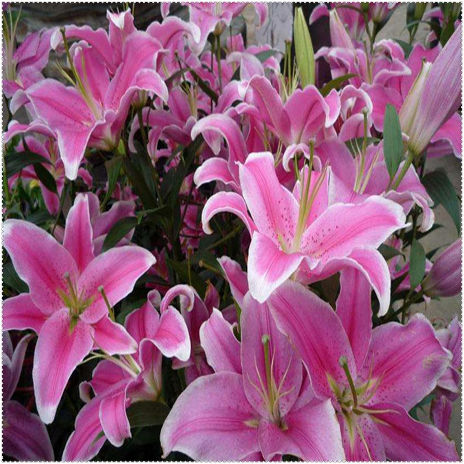 Amazon.com : MOLPOUI Lily Bulbs, Characteristics of Lily,Perennial Bulb ...