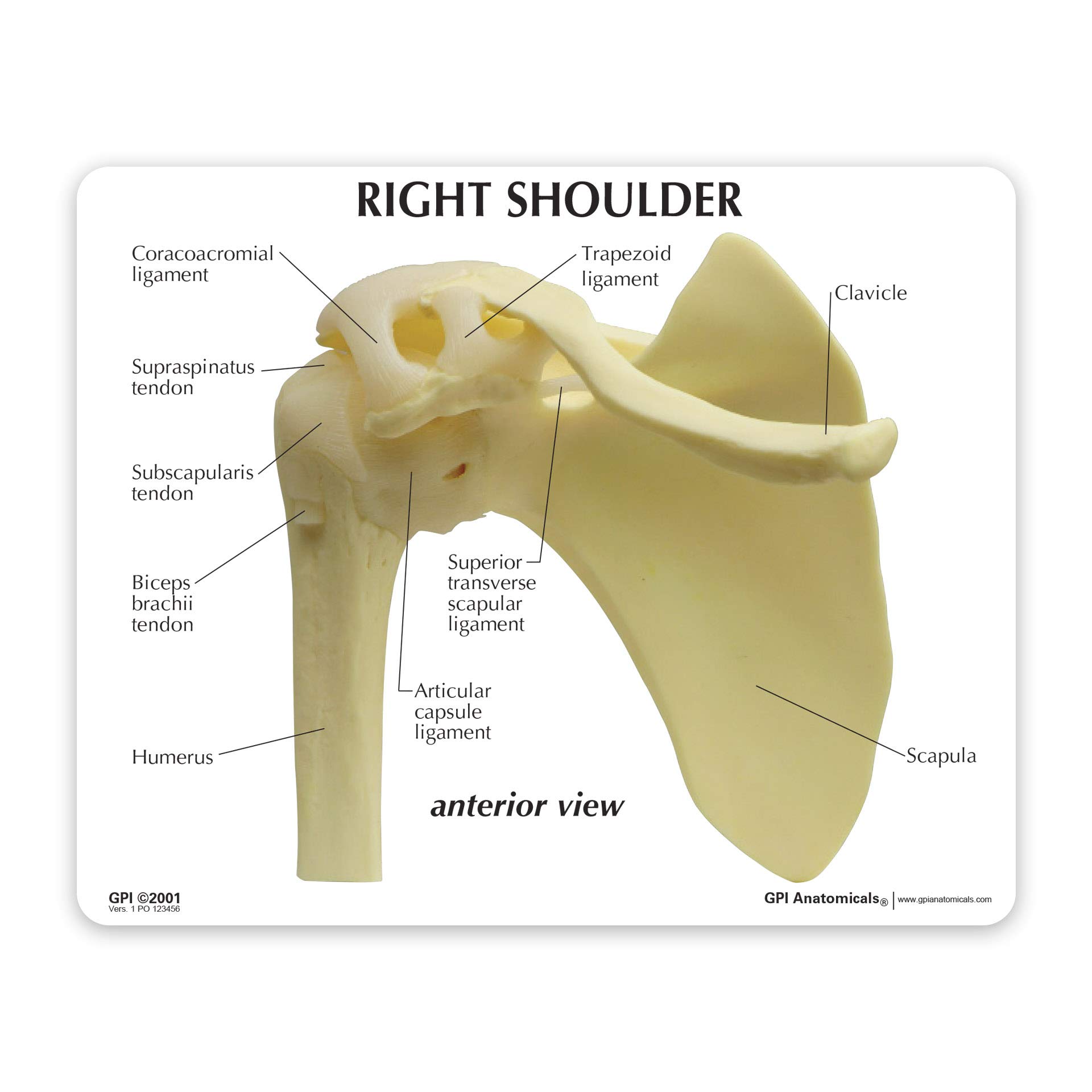 Shoulder Joint Model | Human Body Anatomy Replica of Normal Shoulder ...