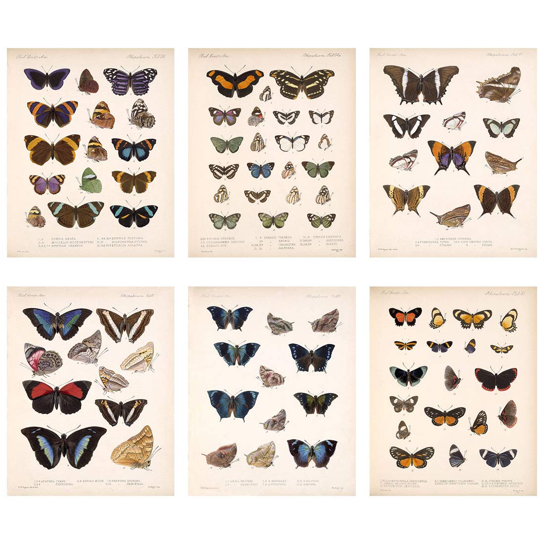 Vintage Butterfly Chart Butterflies – Thepuzzlesivedone