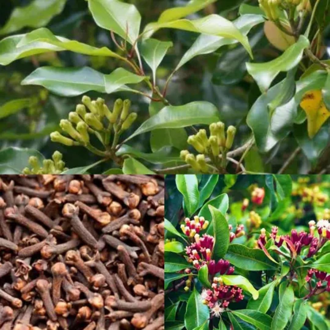 MITU Clove/Lobongo (Syzygium Aromaticum) Plant & Tree Live Plant And ...