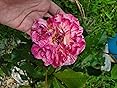 Amazon.com : Heirloom Roses Rose Plant - All-American Magic™ Multi ...