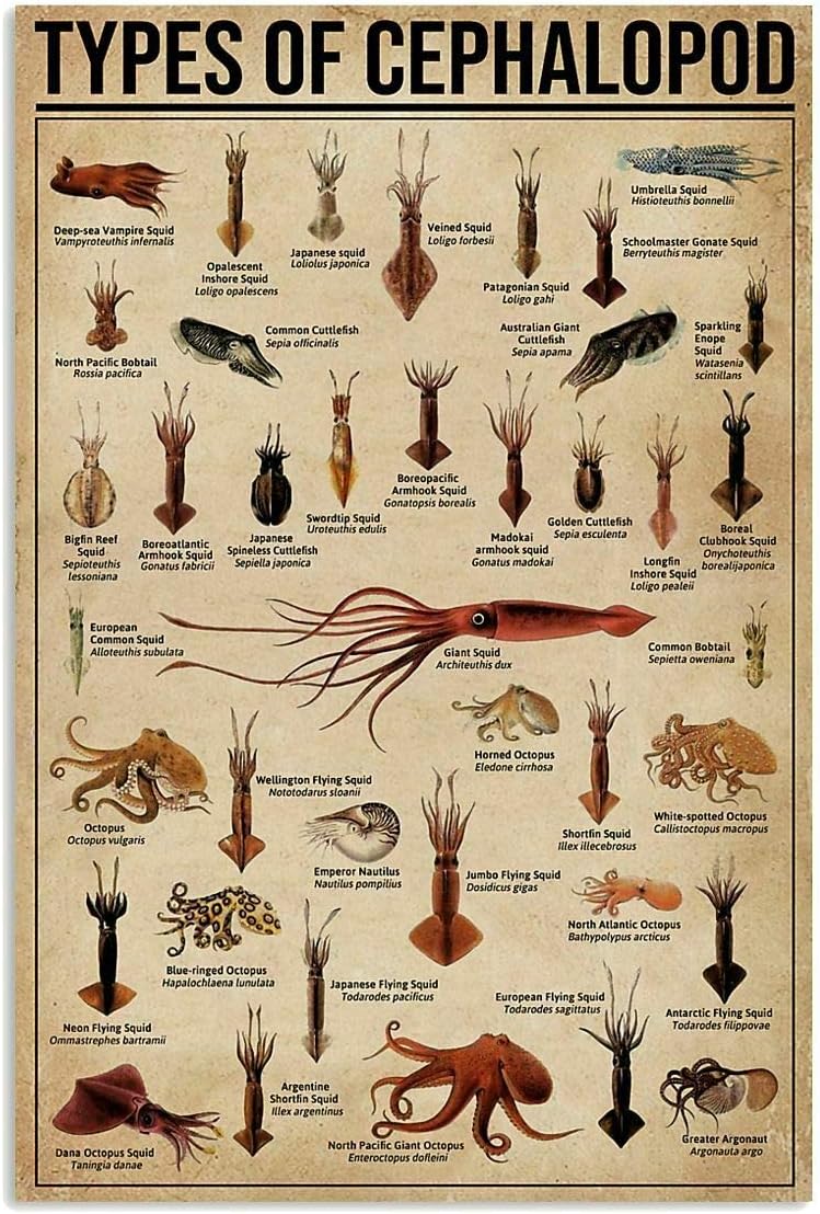 Amazon.com: Metal Tin Sign For Types of Cephalopod Poster Useful ...