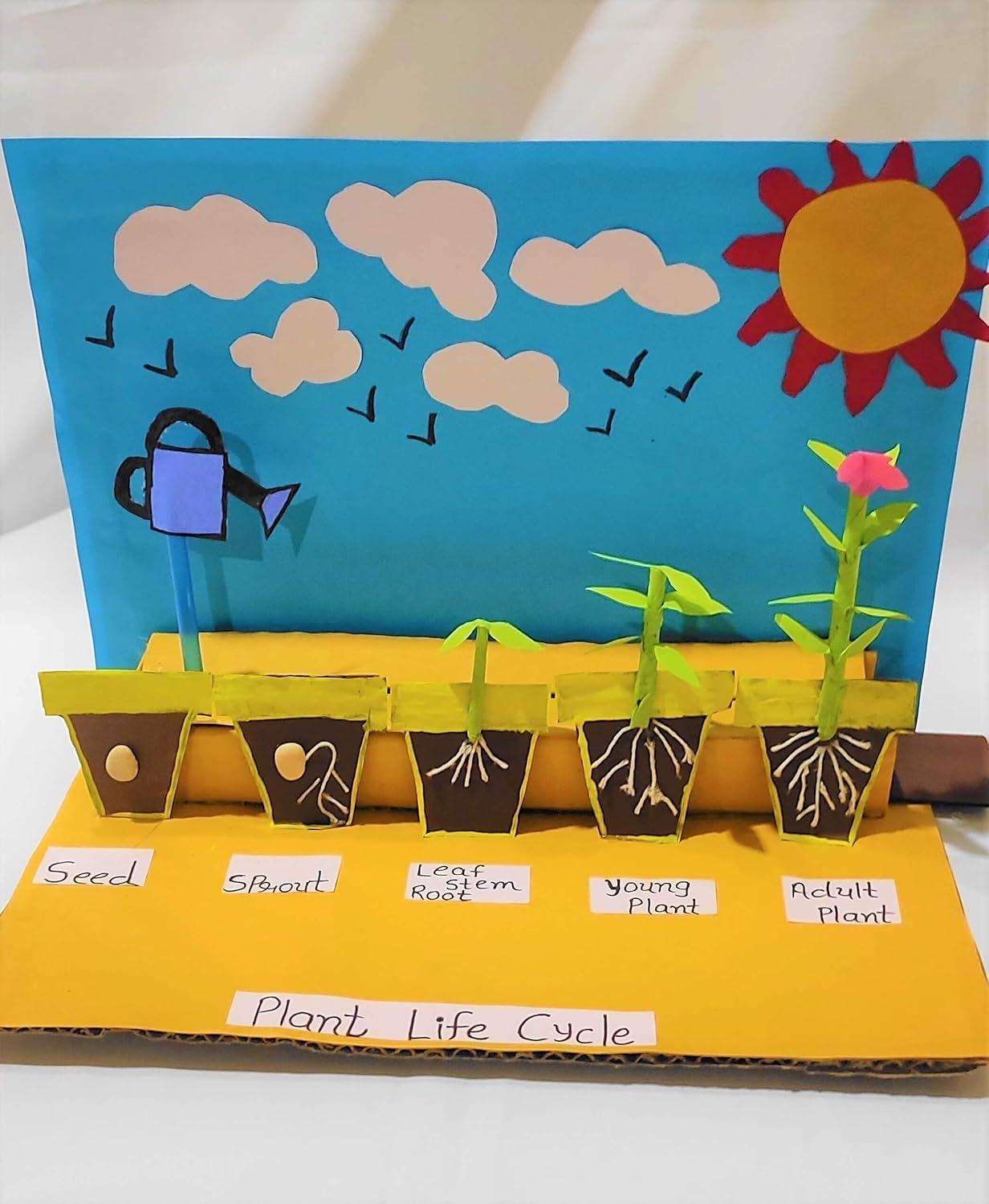 Working Model of Plant Life Cycle Including The Various Life Stages ...