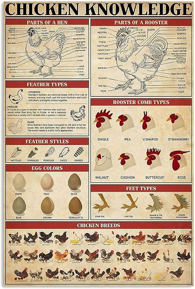 Amazon.com : BAYABU Chicken Knowledge Vintage Farm Decor Metal Sign ...