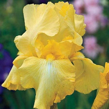 Amazon.com : CHUXAY GARDEN 50 Seeds Iris 'Global Crossing' (Bearded ...