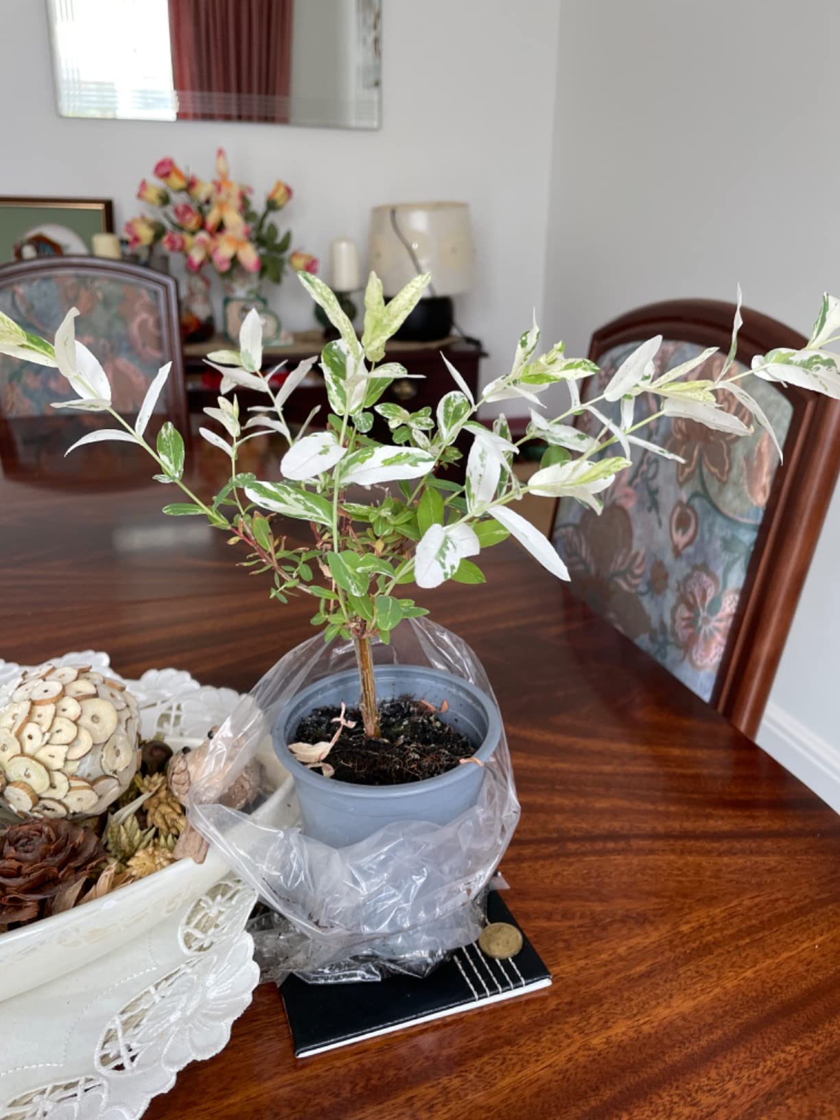Salix Hakuro Nishiki Flamingo Tree in a 9cm Pot - Amazing Foliage ...