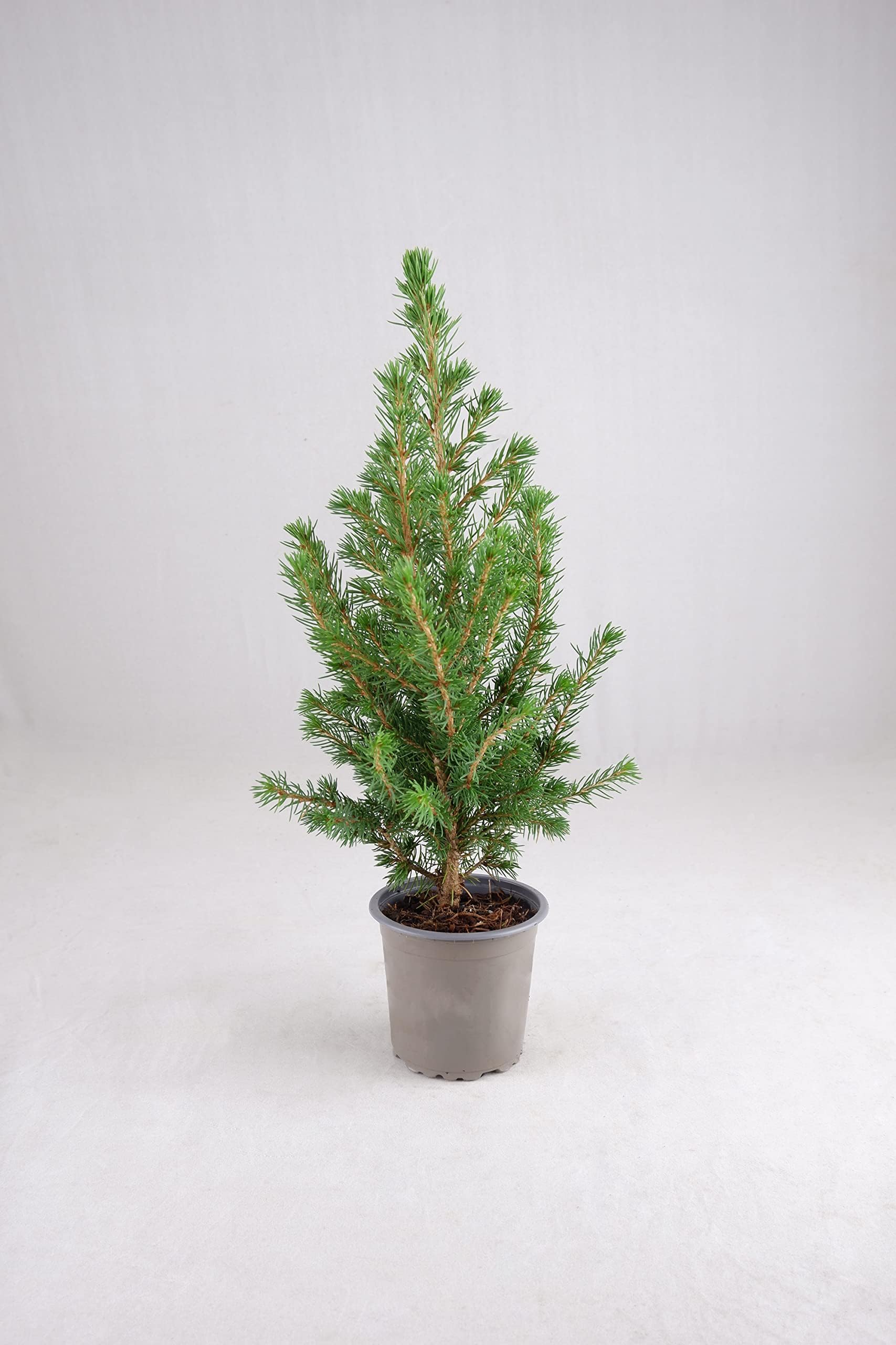 Dwarf Conifer Picea Glauca 'Albertiana Conica' | Evergreen Shrub | Pot ...