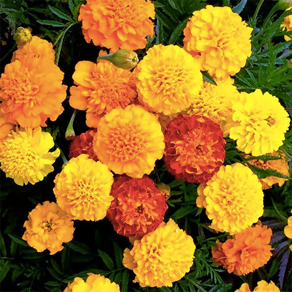 Amazon.com : Petite Mix Marigold Seeds - 500 Seeds - 6" Tall : Patio ...