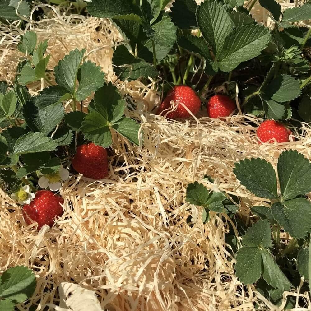Holzwolle für Erdbeeren 5Kg - Erdbeer Holzwolle unbehandelt aus ...