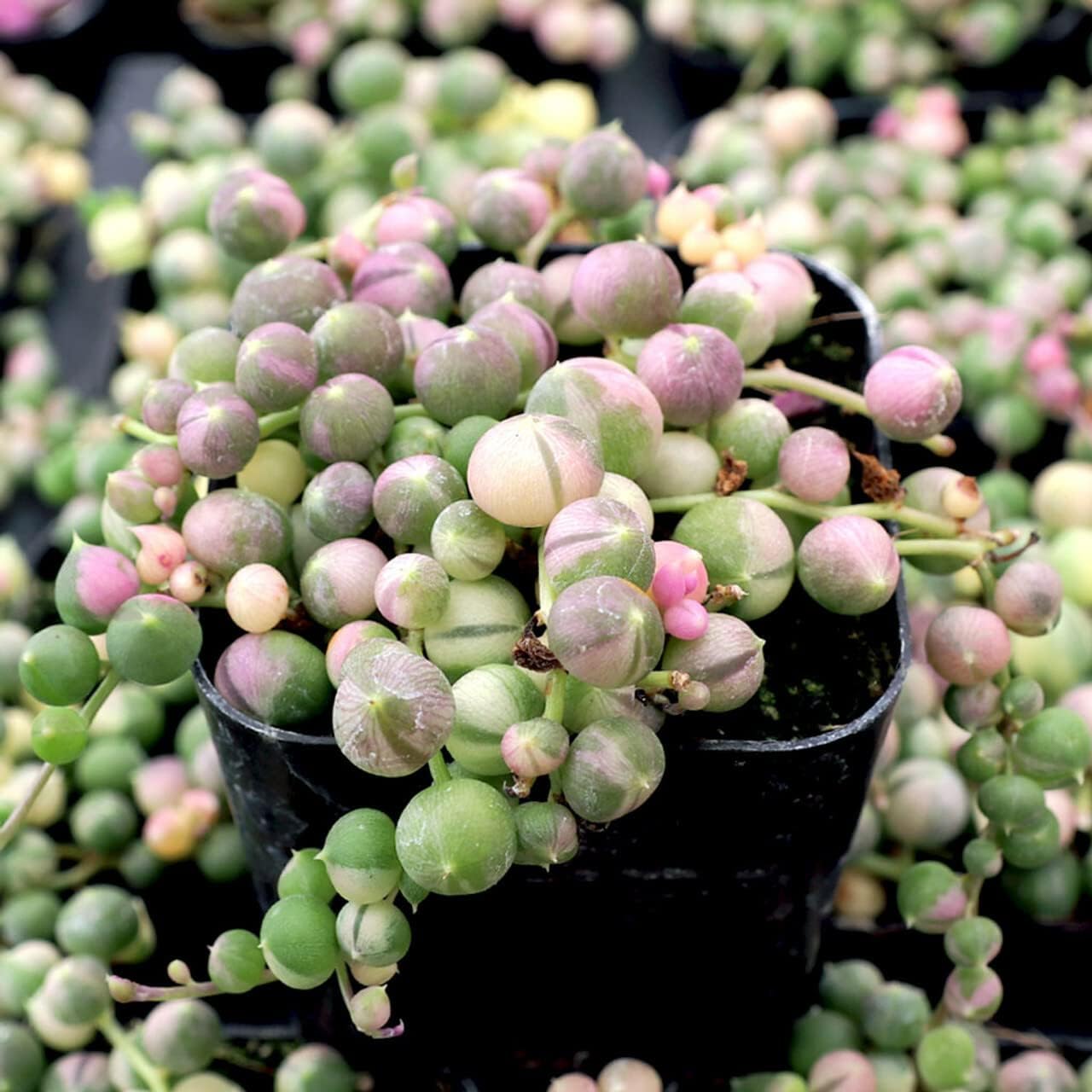 Amazon.com : Variegated String of Pearl Live Plants with Roots for ...