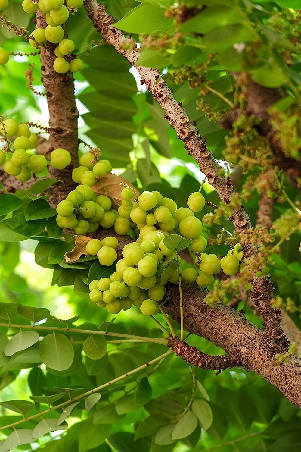 CHILLATAI Star GOOSBERRY/ARAI NELLIKAI Healthy Live Plant : Amazon.in ...