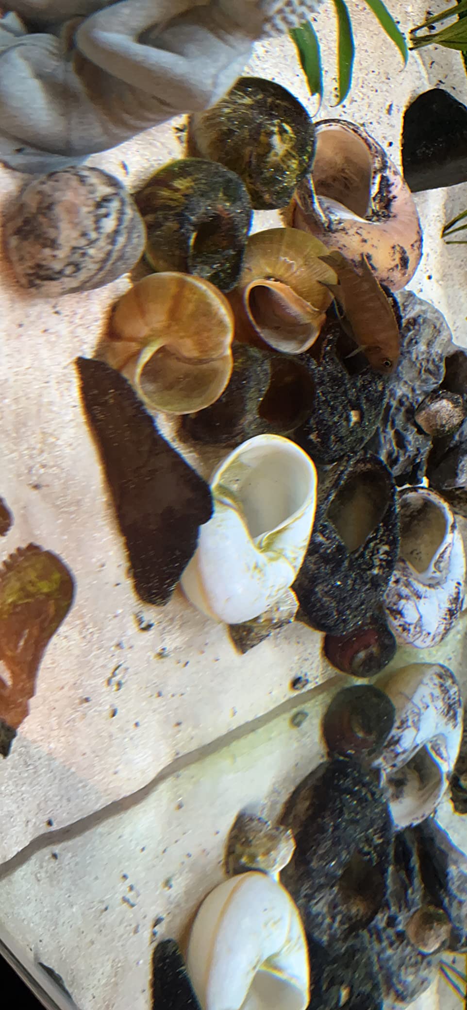 Amazon.com: 4 Pack Large Hermit Crab Shells, Muffin Snail Shells ...