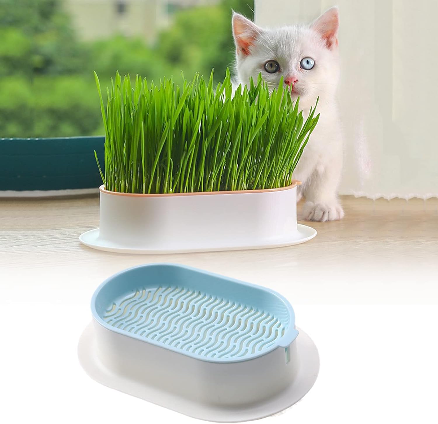 Amazon.com : Japelessor Cat Grass Planter, Organic Cat Grass Planters ...