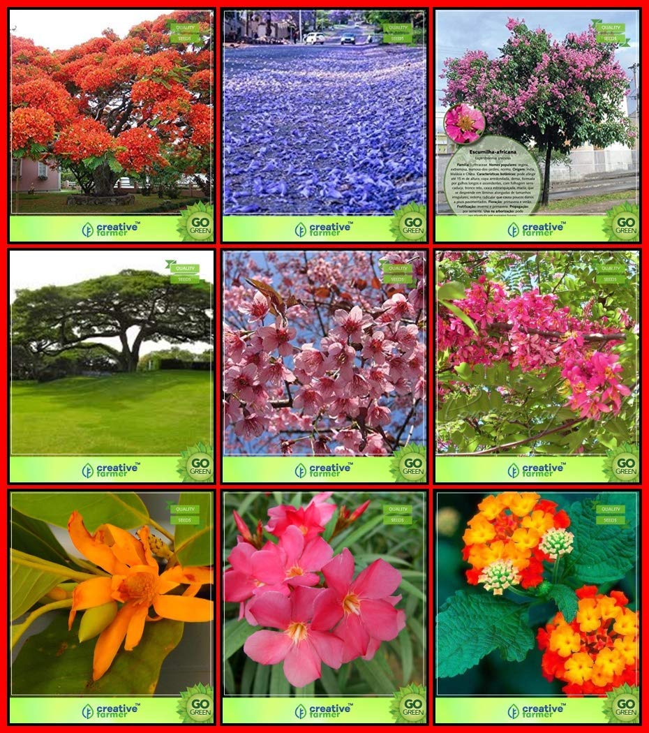Buy OhhSome Best Combo Tree : Blue Jacaranda, Delonix Regia ...