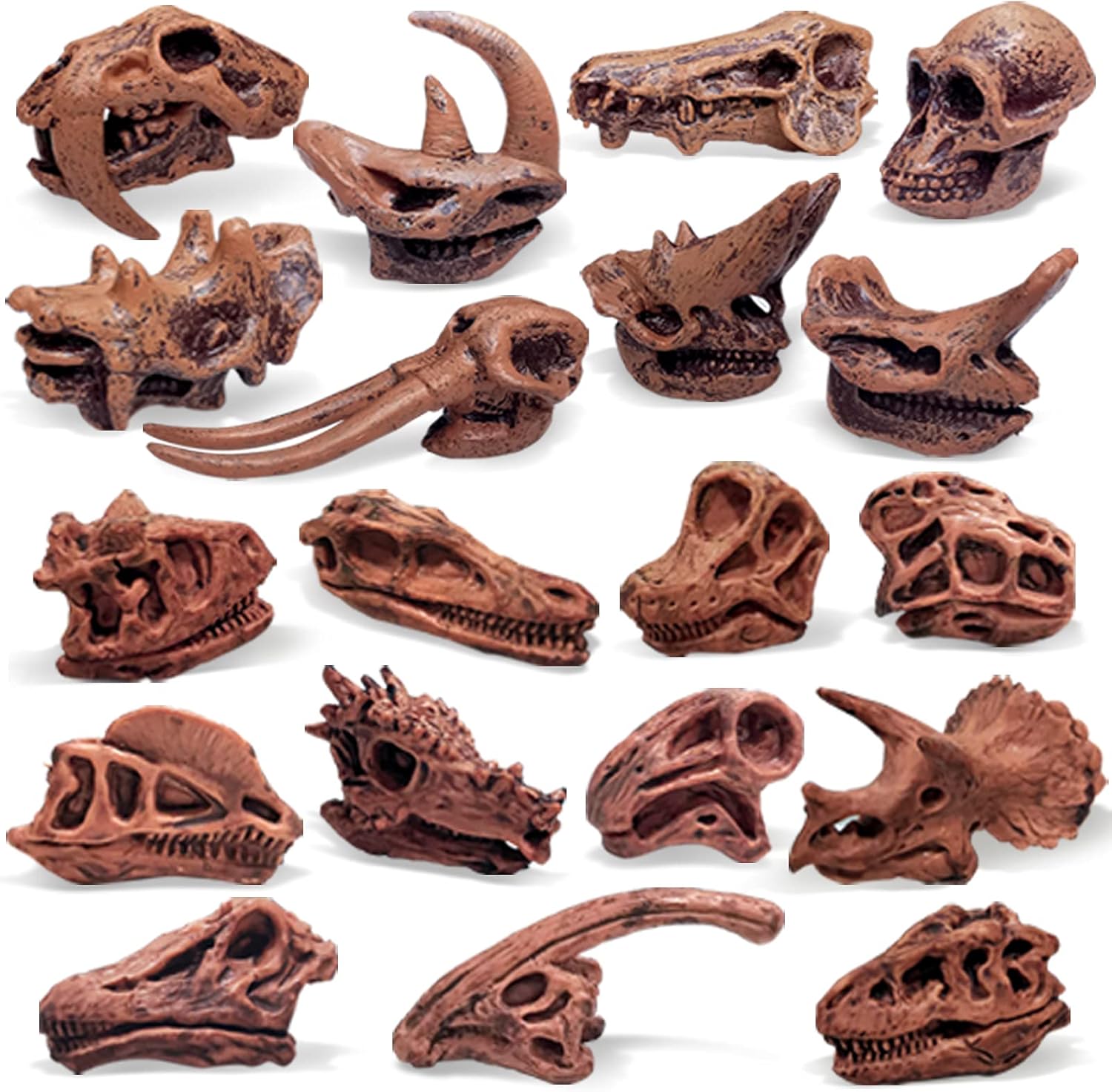 Amazon.com: Fantarea Ancient Animal Dinosaur Head Skeleton Fossil ...