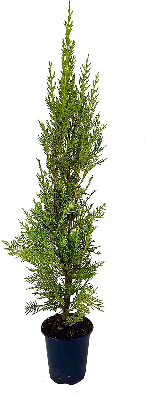 Buy Murray Cypress Tree - 5 Live Quart Size Trees - Cupressus x ...