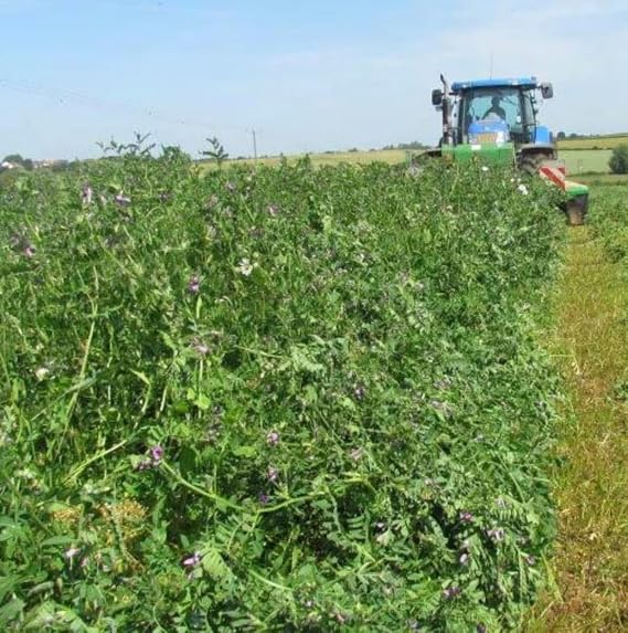 Common Vetch Seed ((Tares) Seed 200g Green Manure s/l (King of Nitrogen ...
