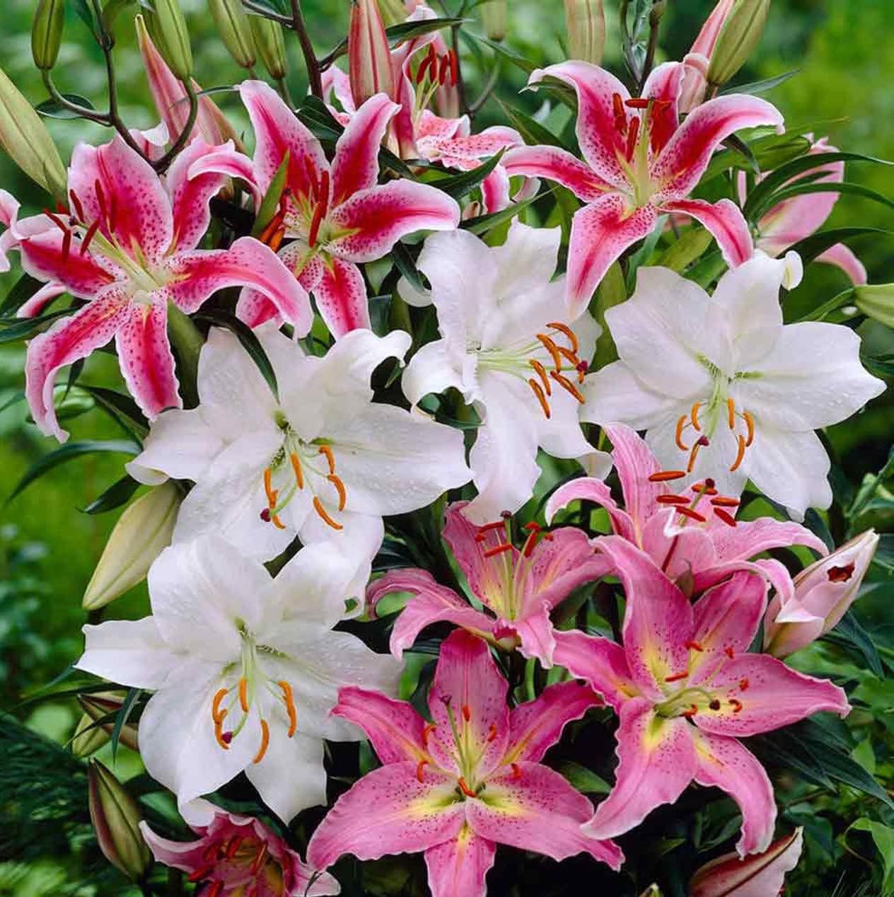 Oriental Lily Mix Bulbs - Fragrant, Tall, Stately Nepal | Ubuy