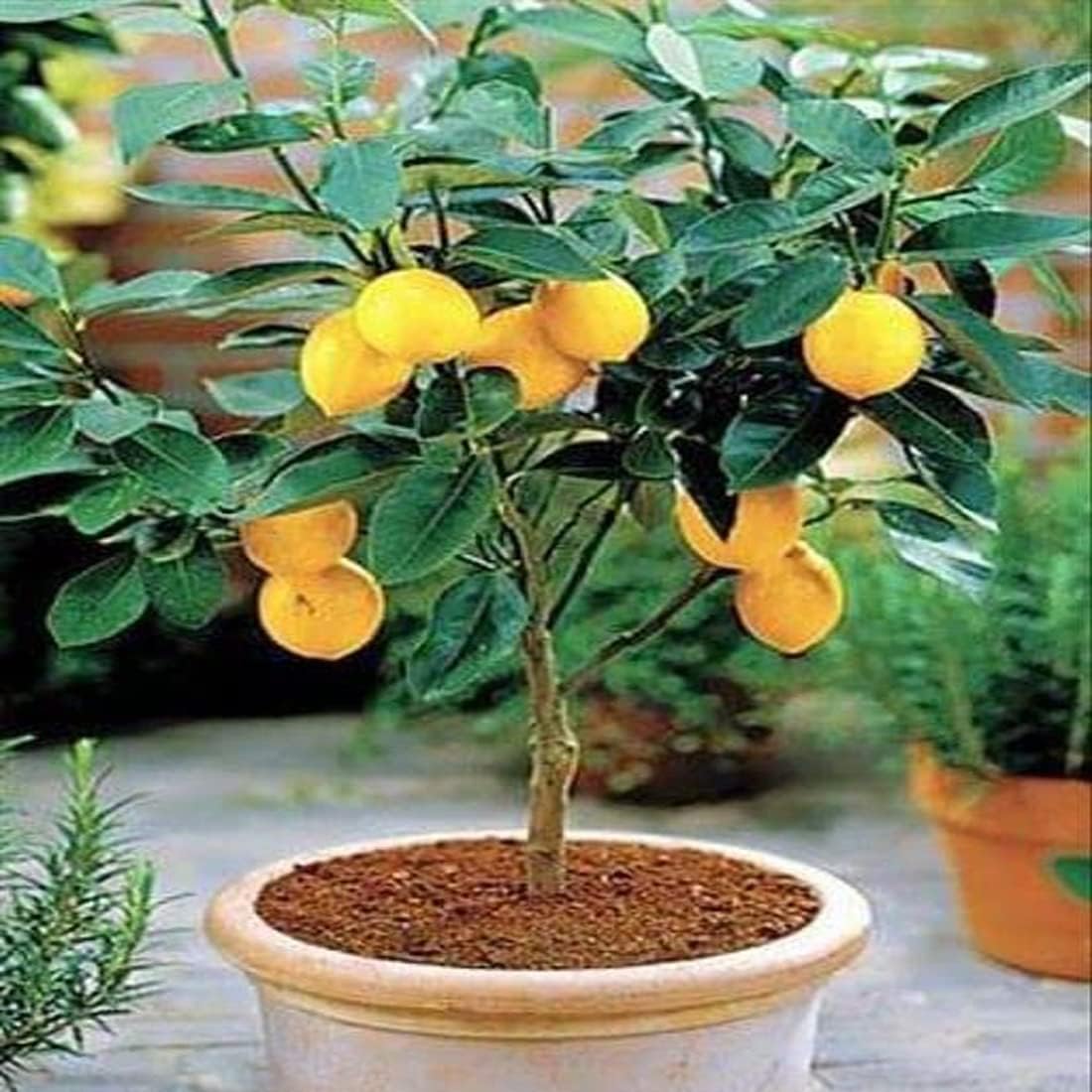 Kisan Nursery Sweet Lemon Tree (Hybrid,Pack Of 1)[SN-268] : Amazon.in ...