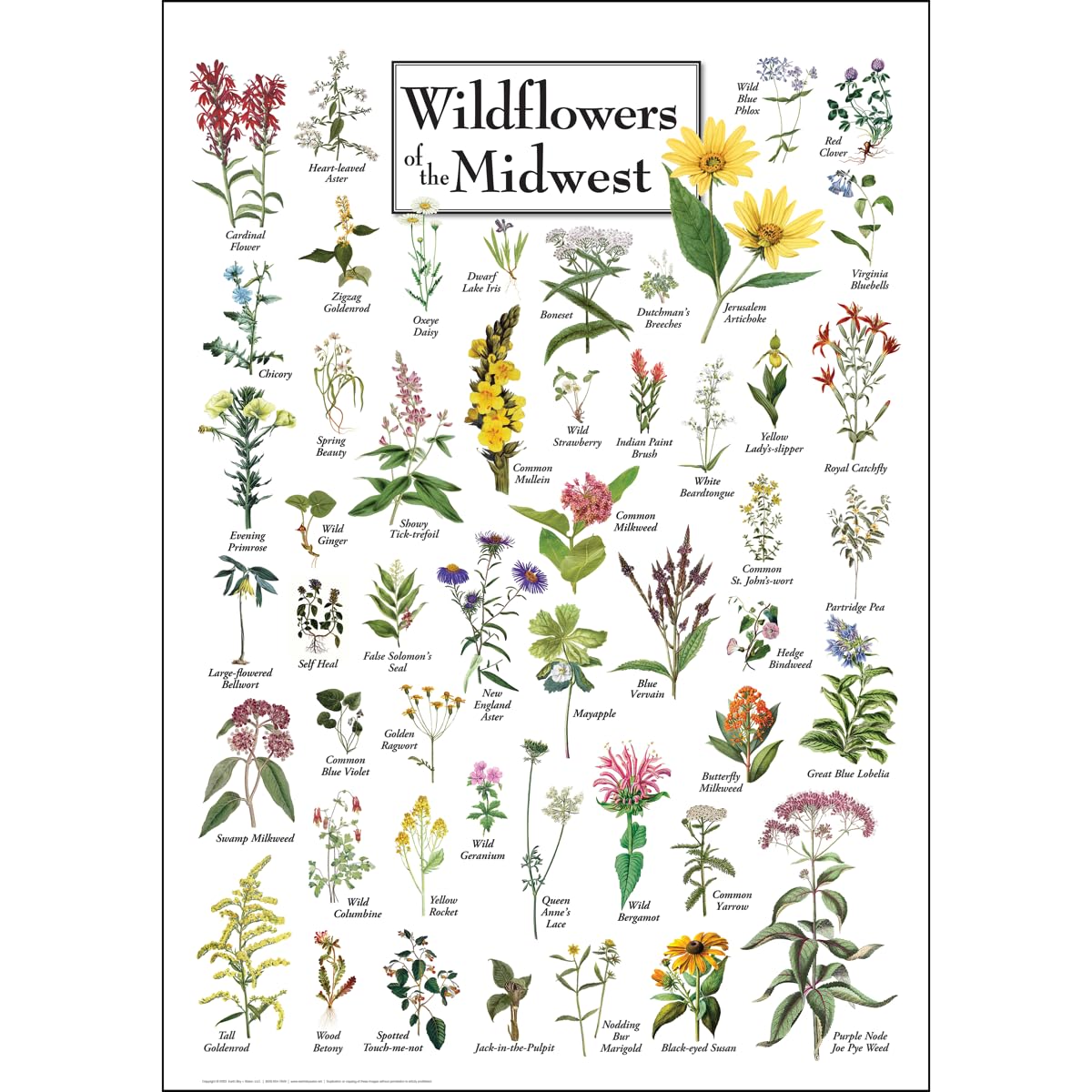 Amazon.com: Earth Sky + Water - Wildflowers of the Midwest - Poster ...