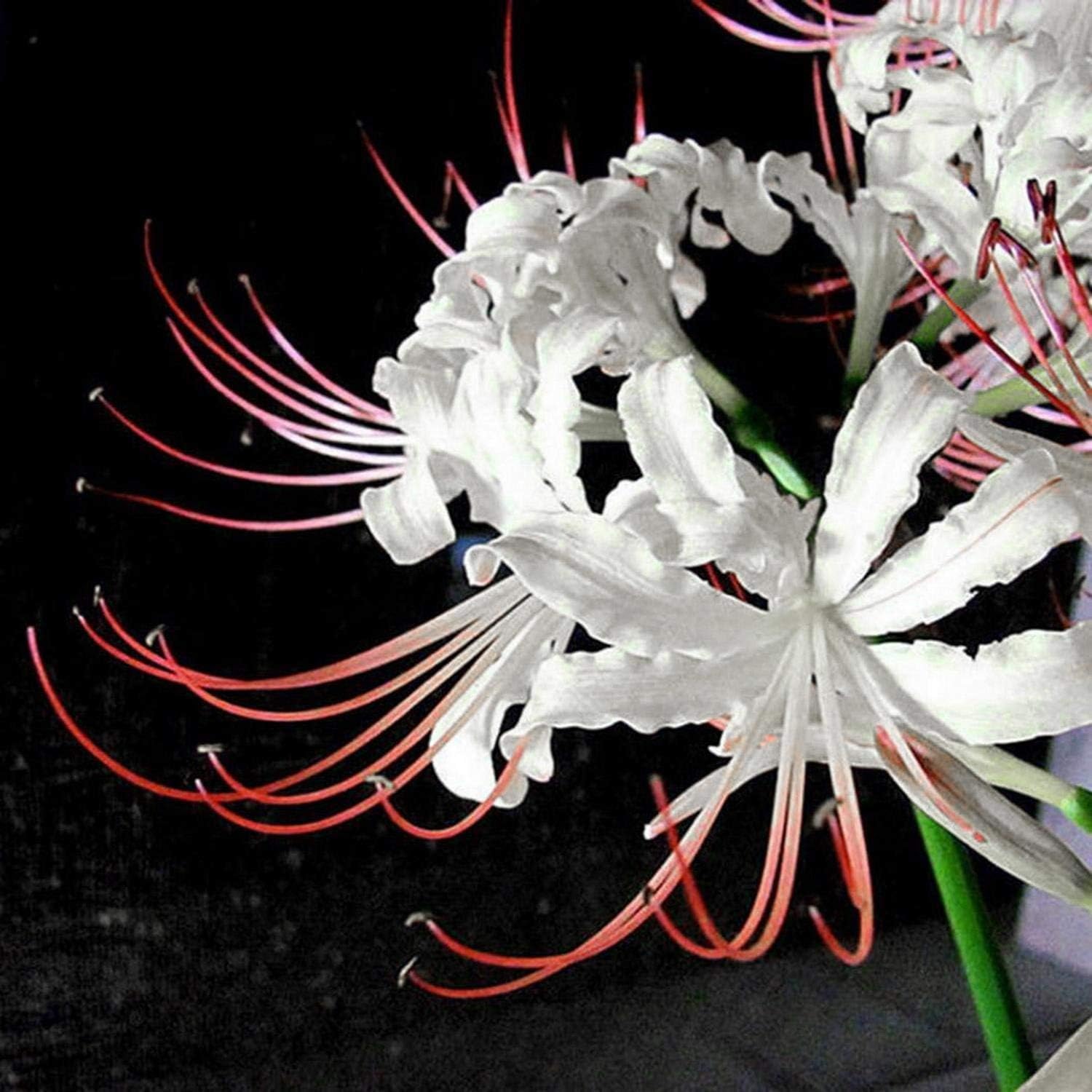 Amazon.com: 8 White Beautiful Lycoris Bulbs,Fresh,Good Decoration for ...