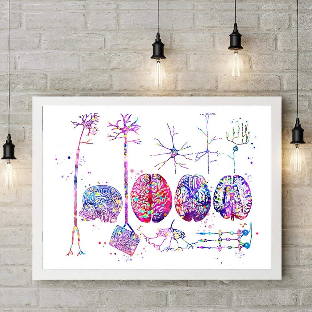 Buy GUDOJK Canvas Painting Wall Picture Brain Anatomy Neurons Nervous ...