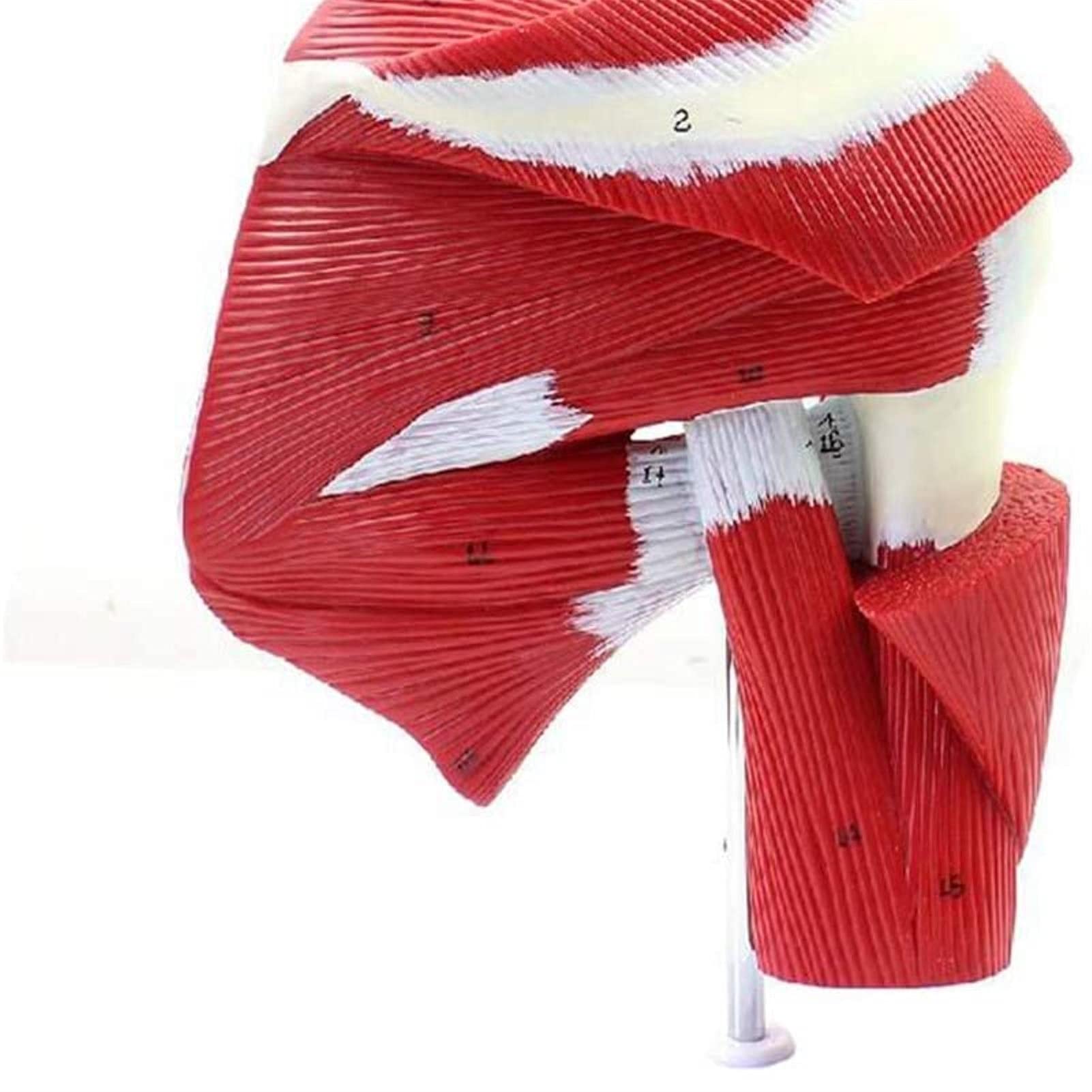 Buy ZAMAX Study Model Muscle Shoulder Joint Model,Human Torso Body ...